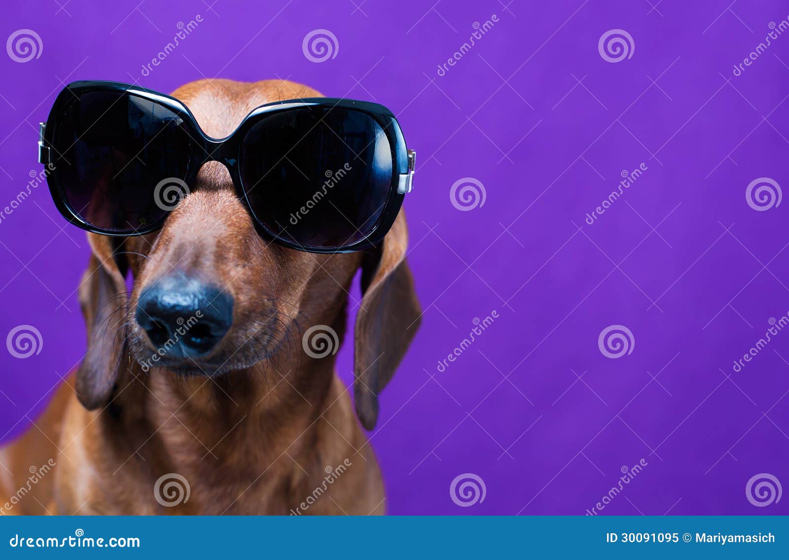 Contented dog stock image. Image of holiday, animal, cold - 30091095
