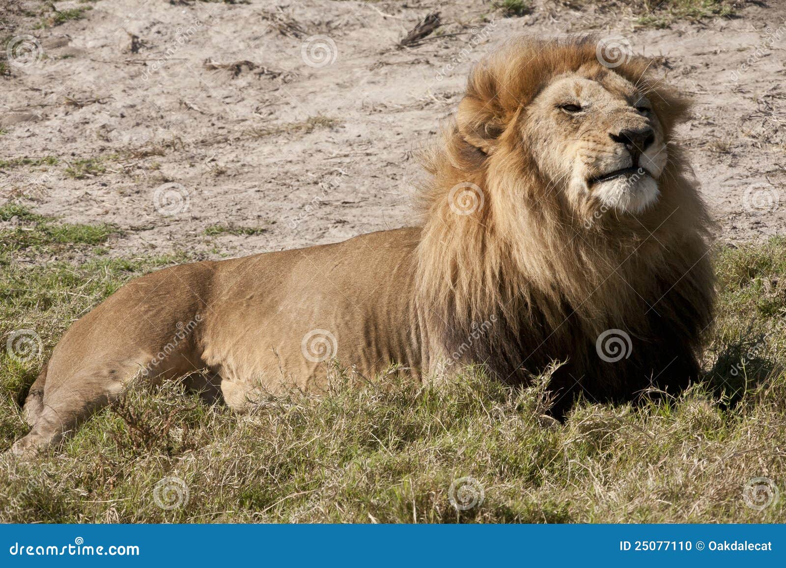 Regal Lion stock photo. Image of regal, animal, rock - 25077110