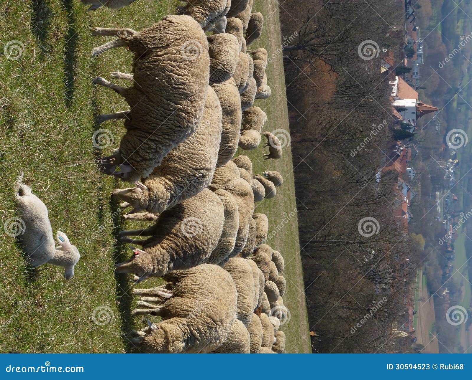 Contented Sheep in Front of Church Stock Image - Image of idyll, sheep ...