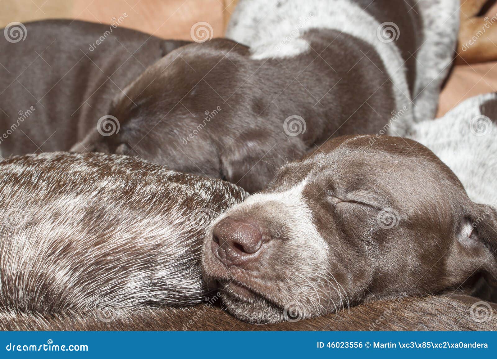 Contented Sleep, German Shorthaired Pointer Puppy Stock Photo - Image ...