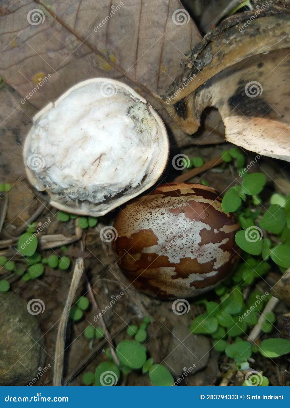 The Contents of the Rubber Seeds are White and the Rubber Seeds are ...