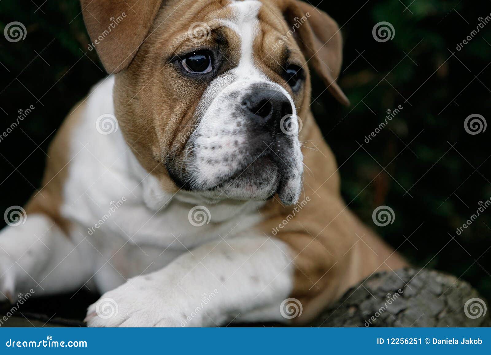 Conti puppy stock image. Image of biology, funny, joyful - 12256251