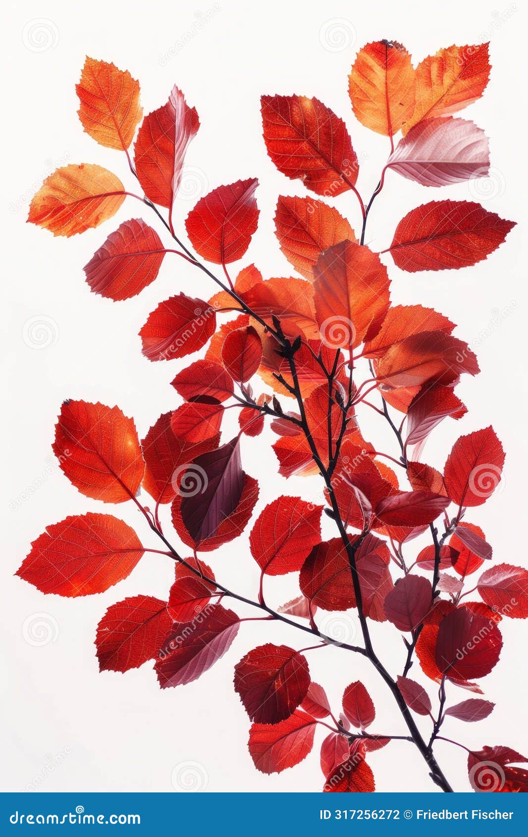 Red Leafy Branches Over White Space Stock Photo - Image of texture ...