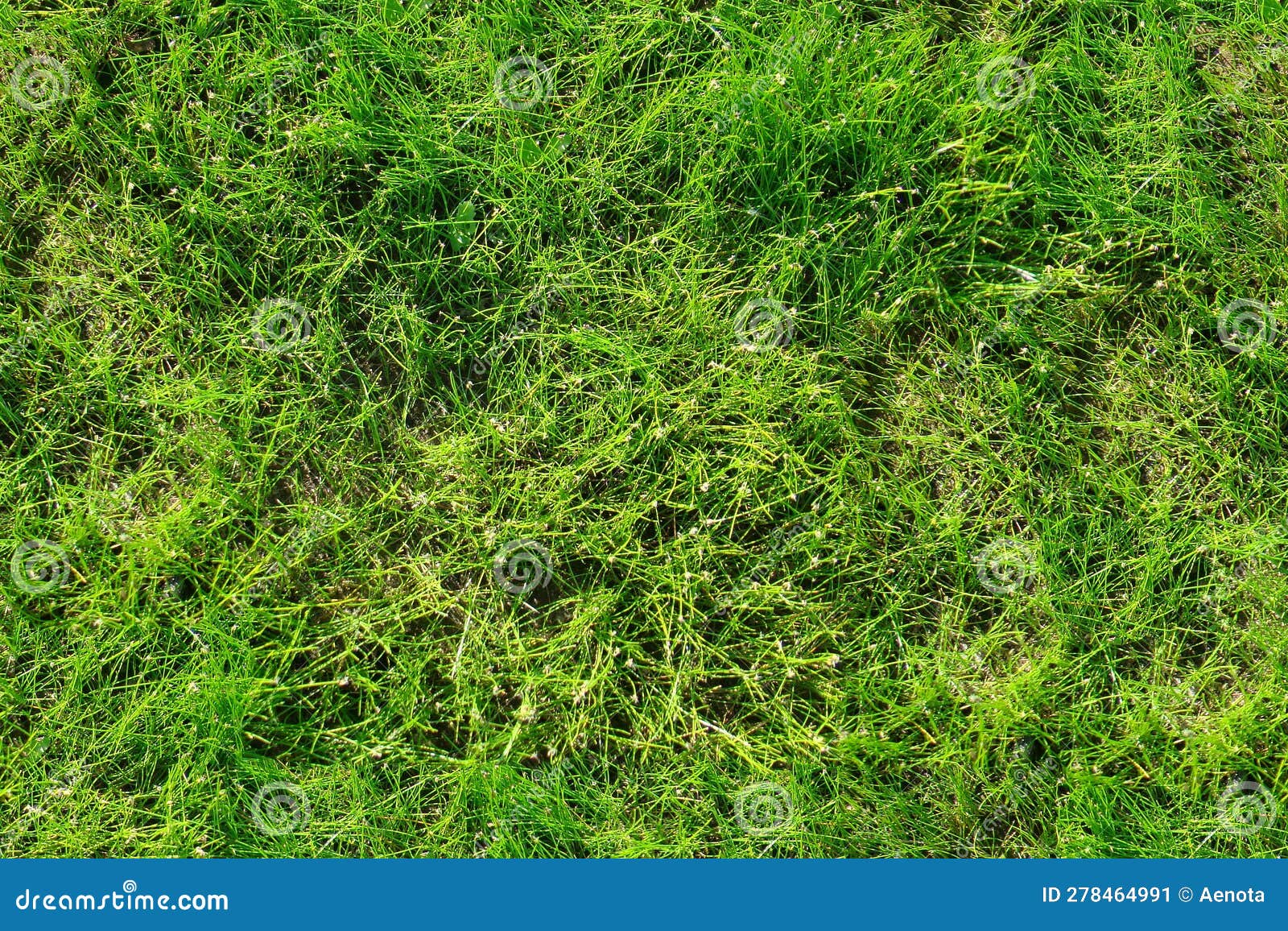 Continuous Lawn Grass Photo Stock Illustration - Illustration of ...