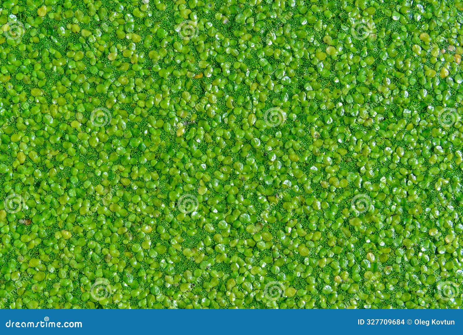 A Continuous Layer of Floating Algae Lemna and Wolffia on the Surface ...