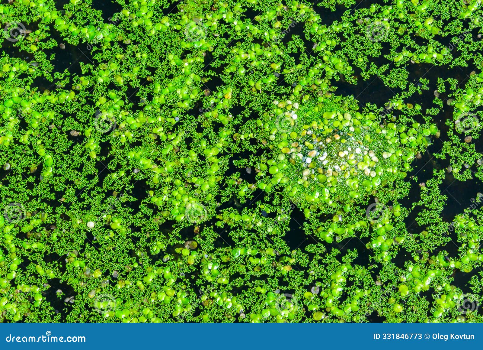 A Continuous Layer of Floating Algae Lemna and Wolffia on the Surface ...
