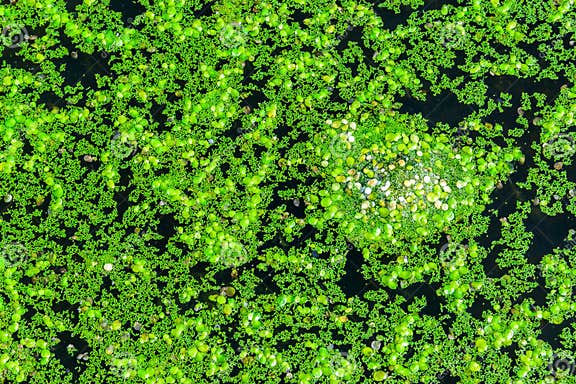 A Continuous Layer of Floating Algae Lemna and Wolffia on the Surface ...