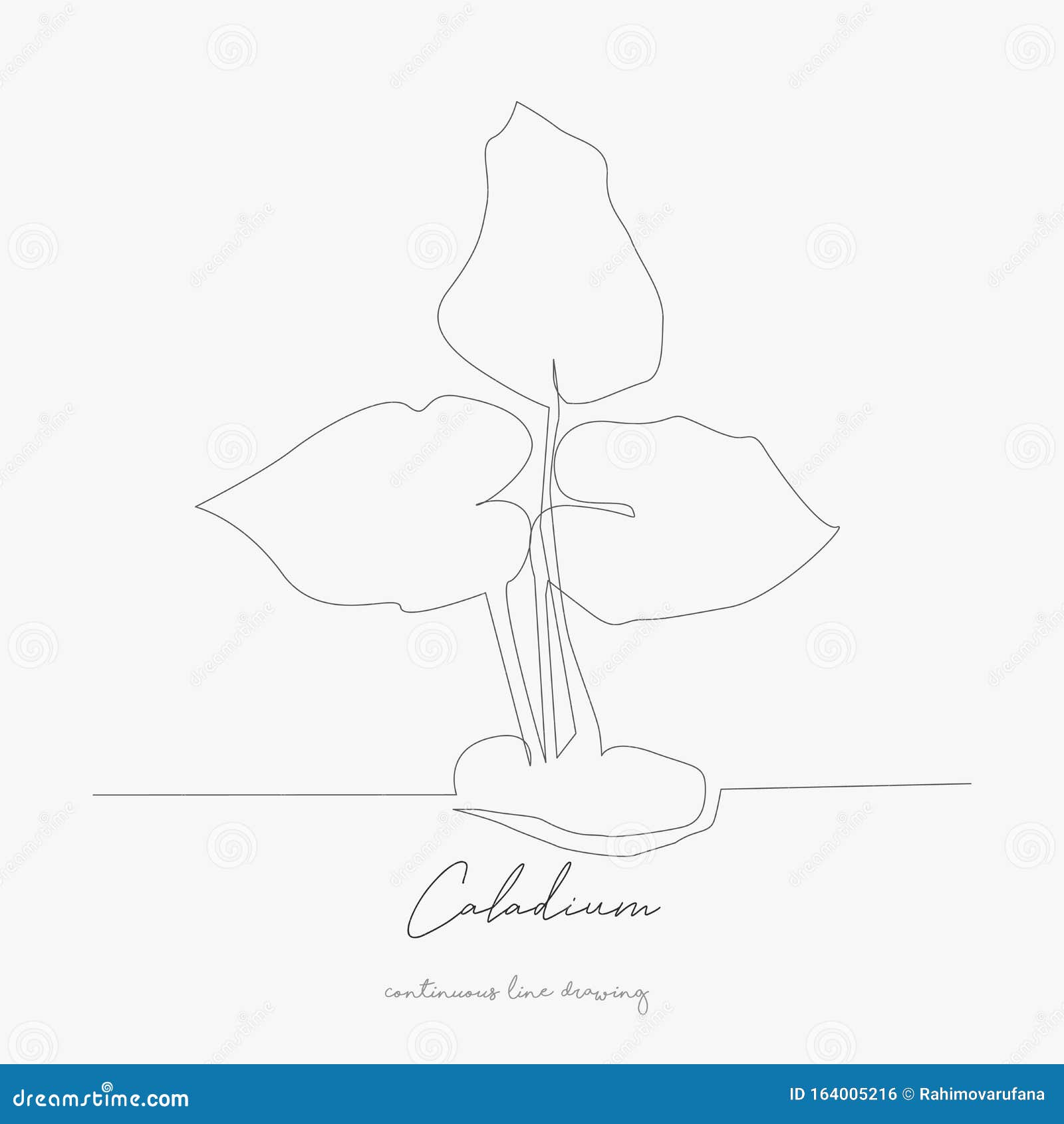 Continuous Line Drawing. Caladium. Simple Vector Illustration. Caladium ...