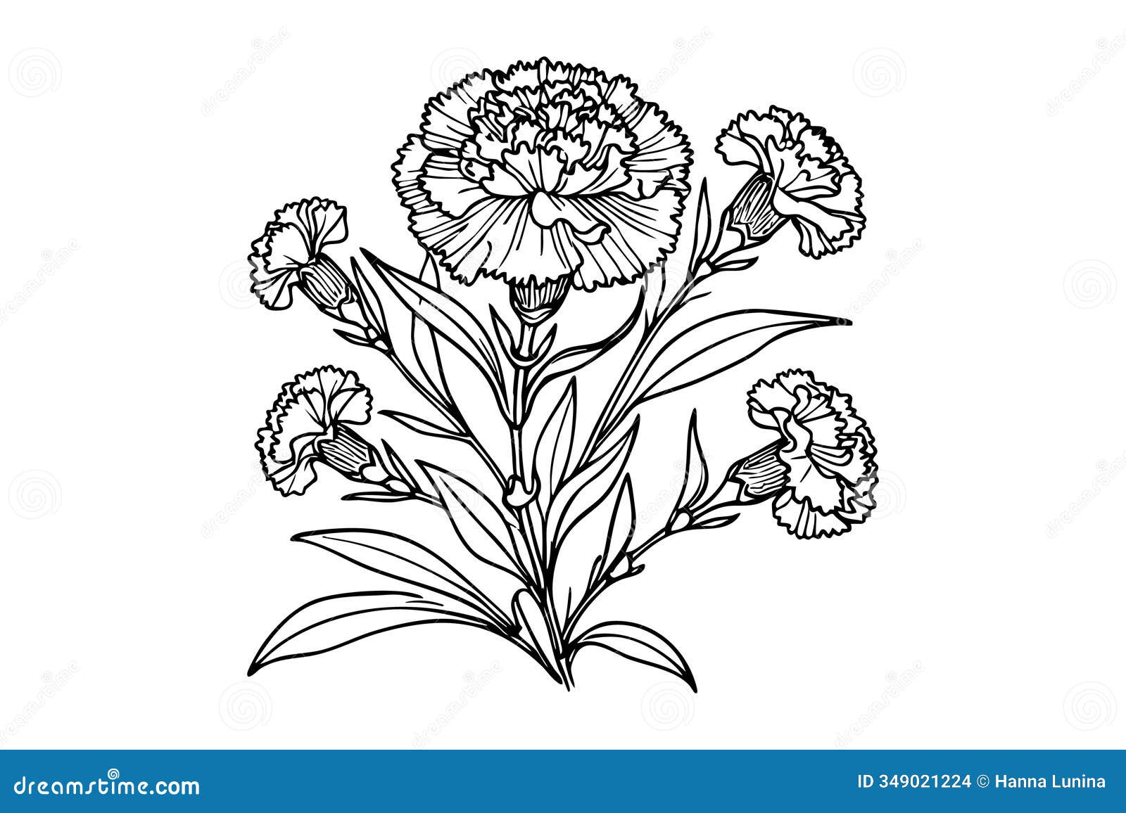 Continuous Line Drawing of Carnation Flower. One Line Drawing Design ...