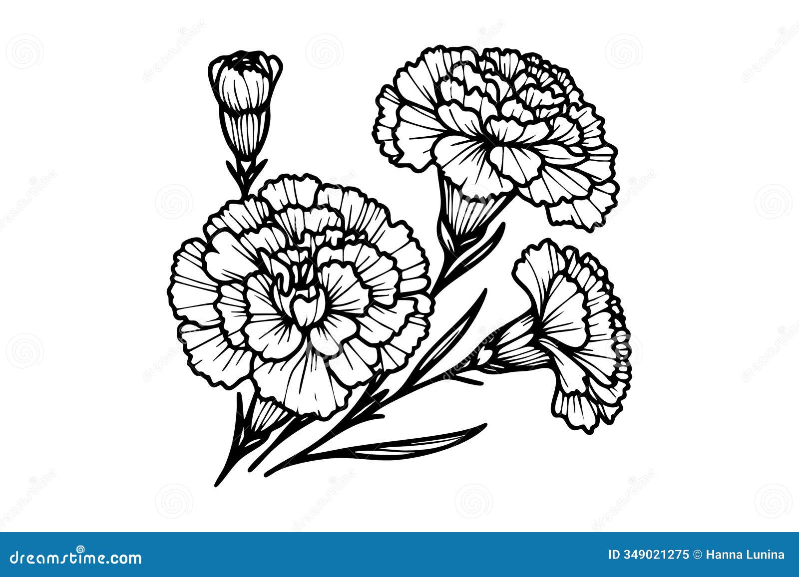 Continuous Line Drawing of Carnation Flower. One Line Drawing Design ...