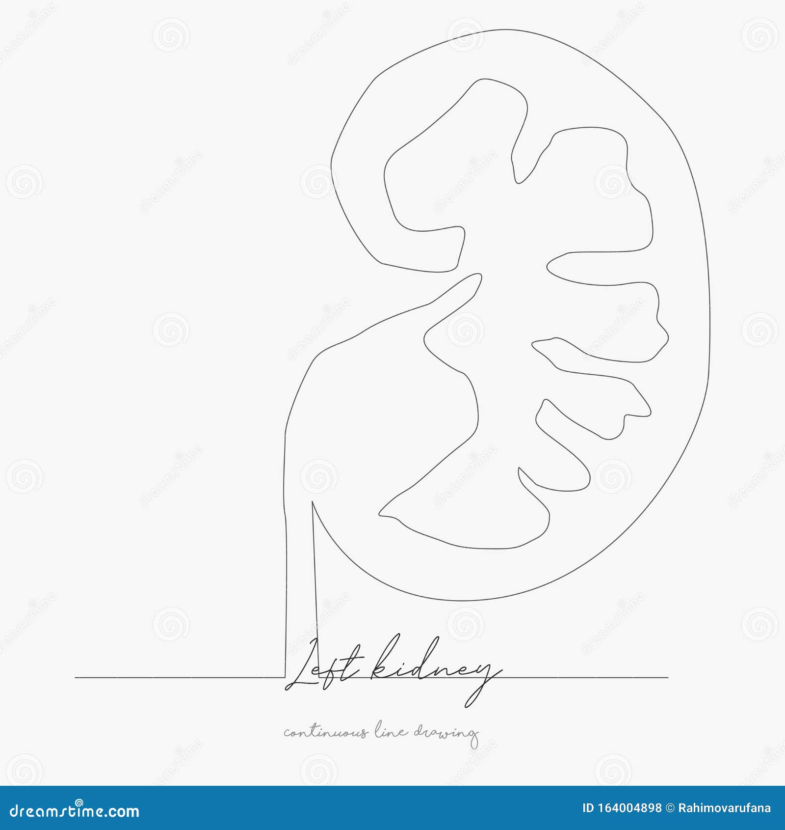 Continuous Line Drawing. Left Kidney. Simple Vector Illustration. Left ...