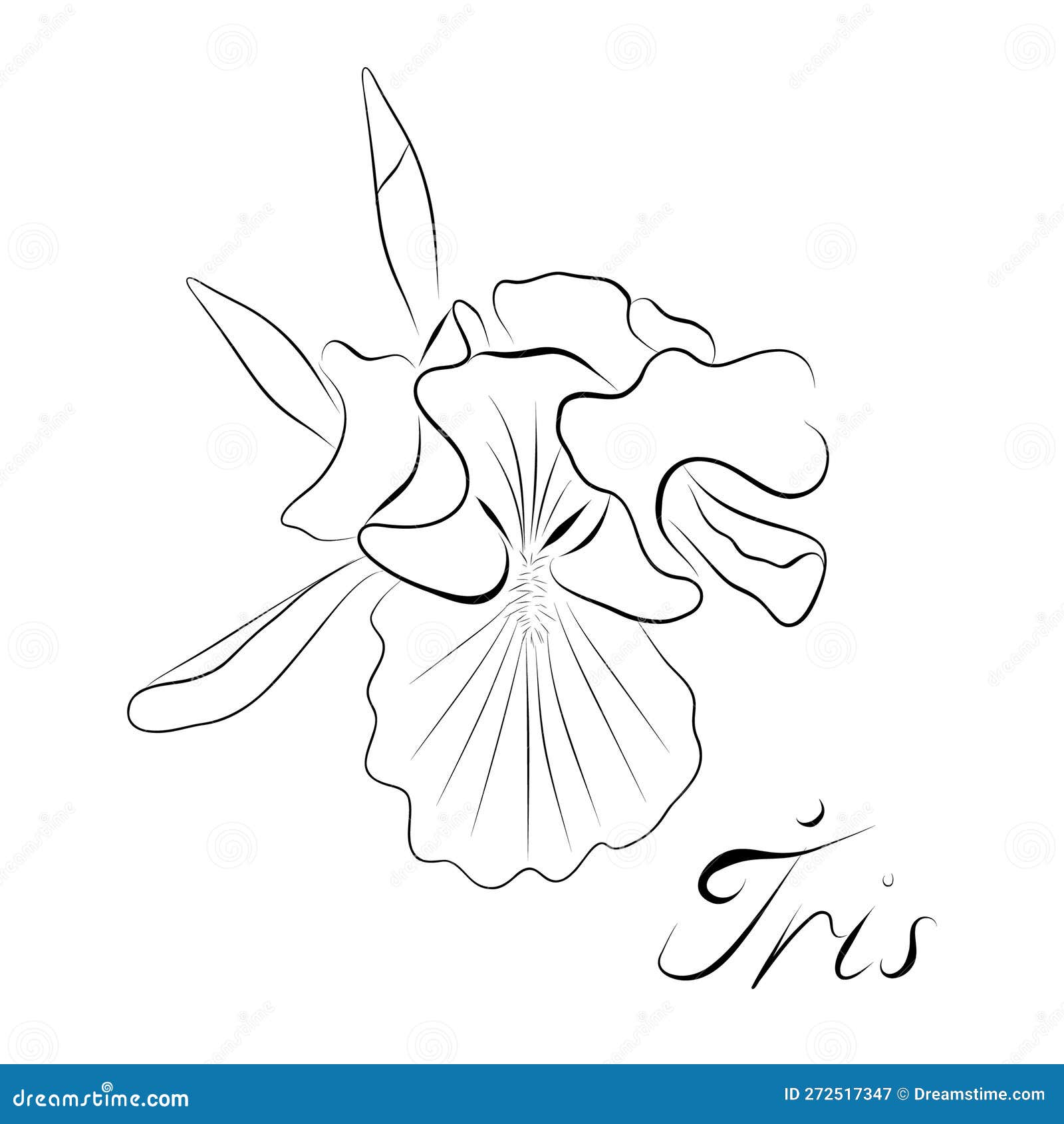 Continuous Line Drawing. Line Art Iris Vector Minimalistic Stock Vector ...
