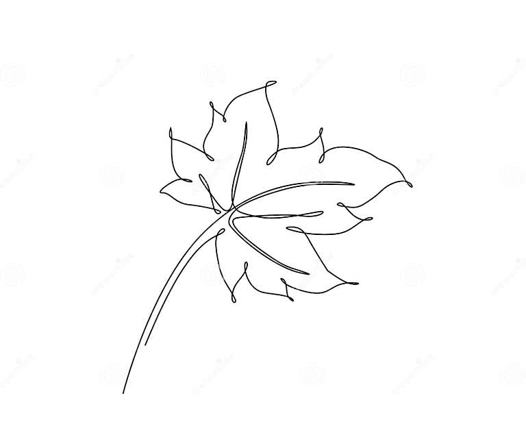 Continuous Line Drawing of Maple Leaf. Minimalist Single Maple Art ...