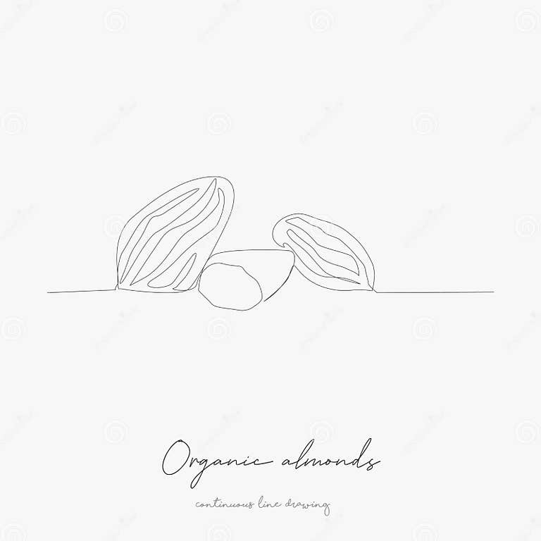 Continuous Line Drawing Organic Almonds Simple Vector Illustration
