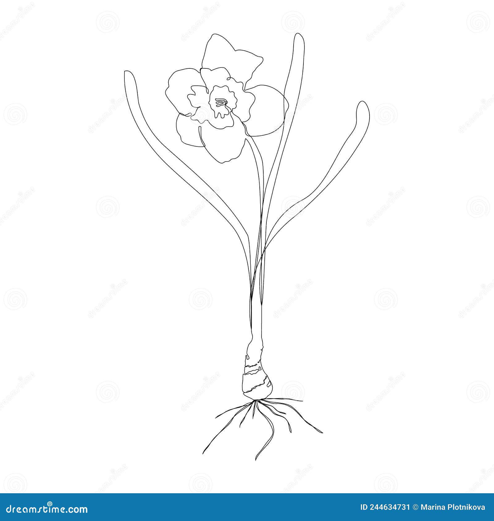 Continuous One Simple Single Abstract Line Drawing of Daffodil Flower ...