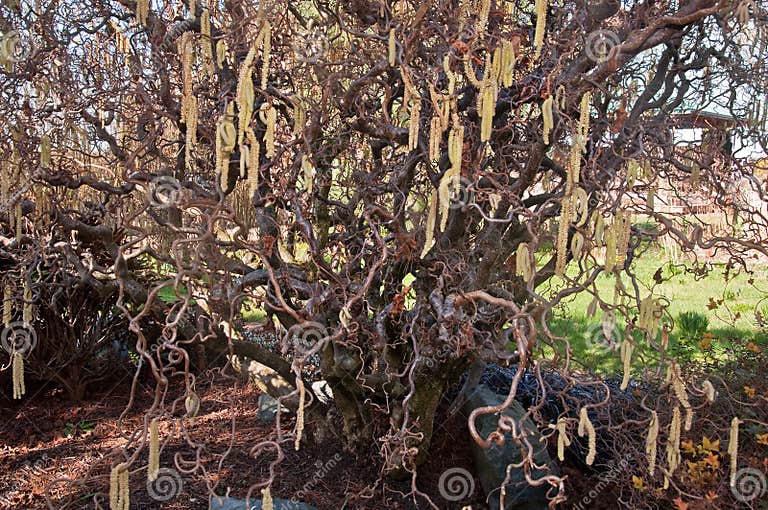 Contorted Filbert Tree stock photo. Image of harry, filbert - 25984000