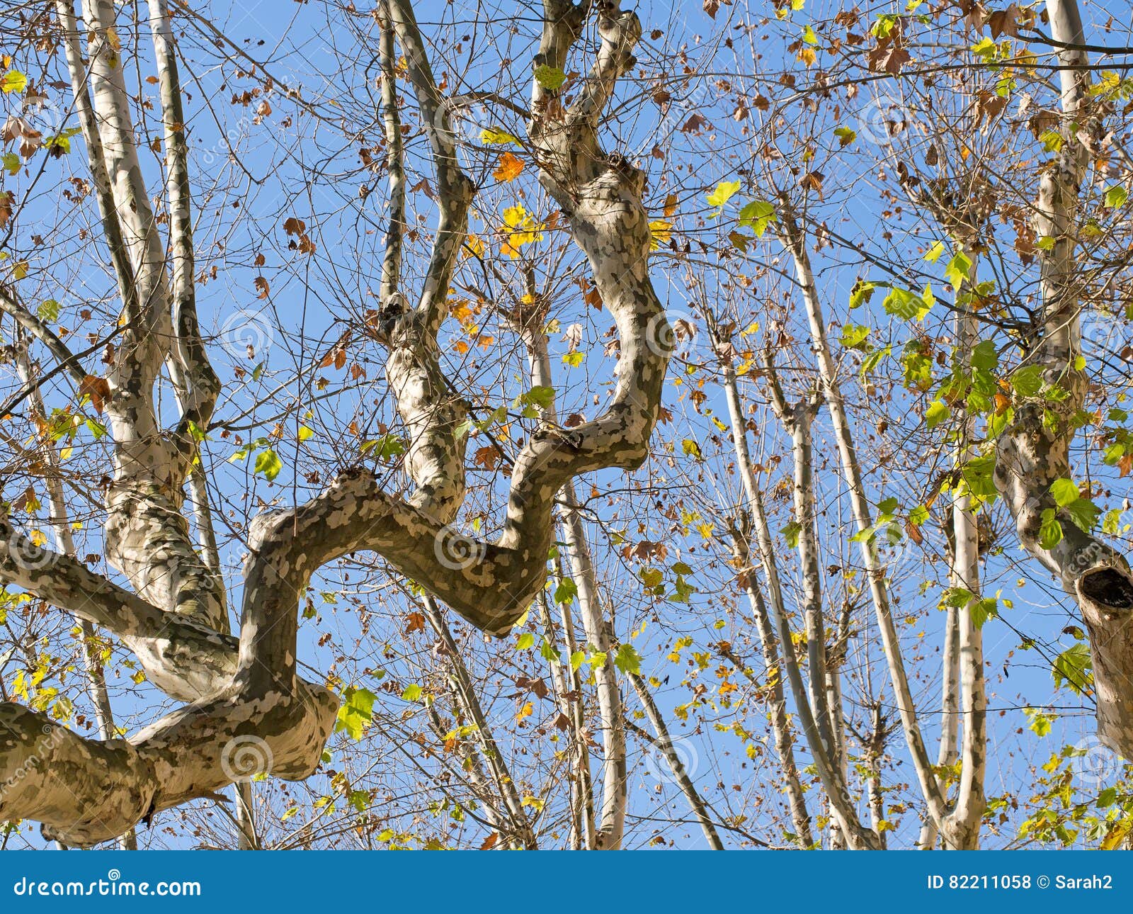 Branches Of A Plane Tree With The Rainbow Royalty-Free Stock ...