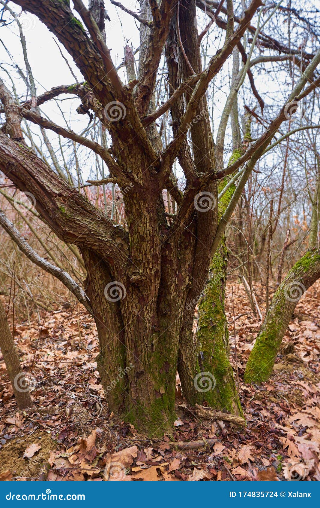 Contorted Trees in the Forest Stock Photo - Image of environment, tree ...