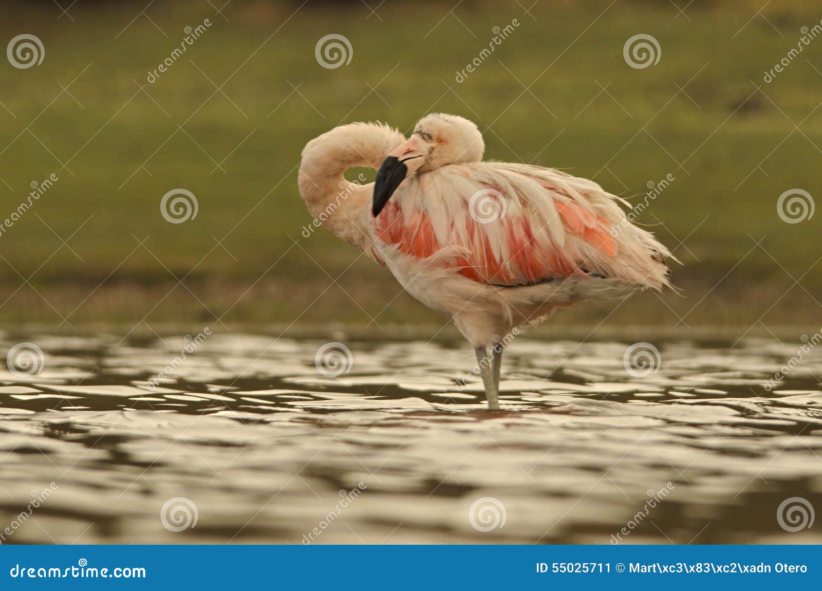 Contortionist flamingo stock image. Image of pozuelos - 55025711