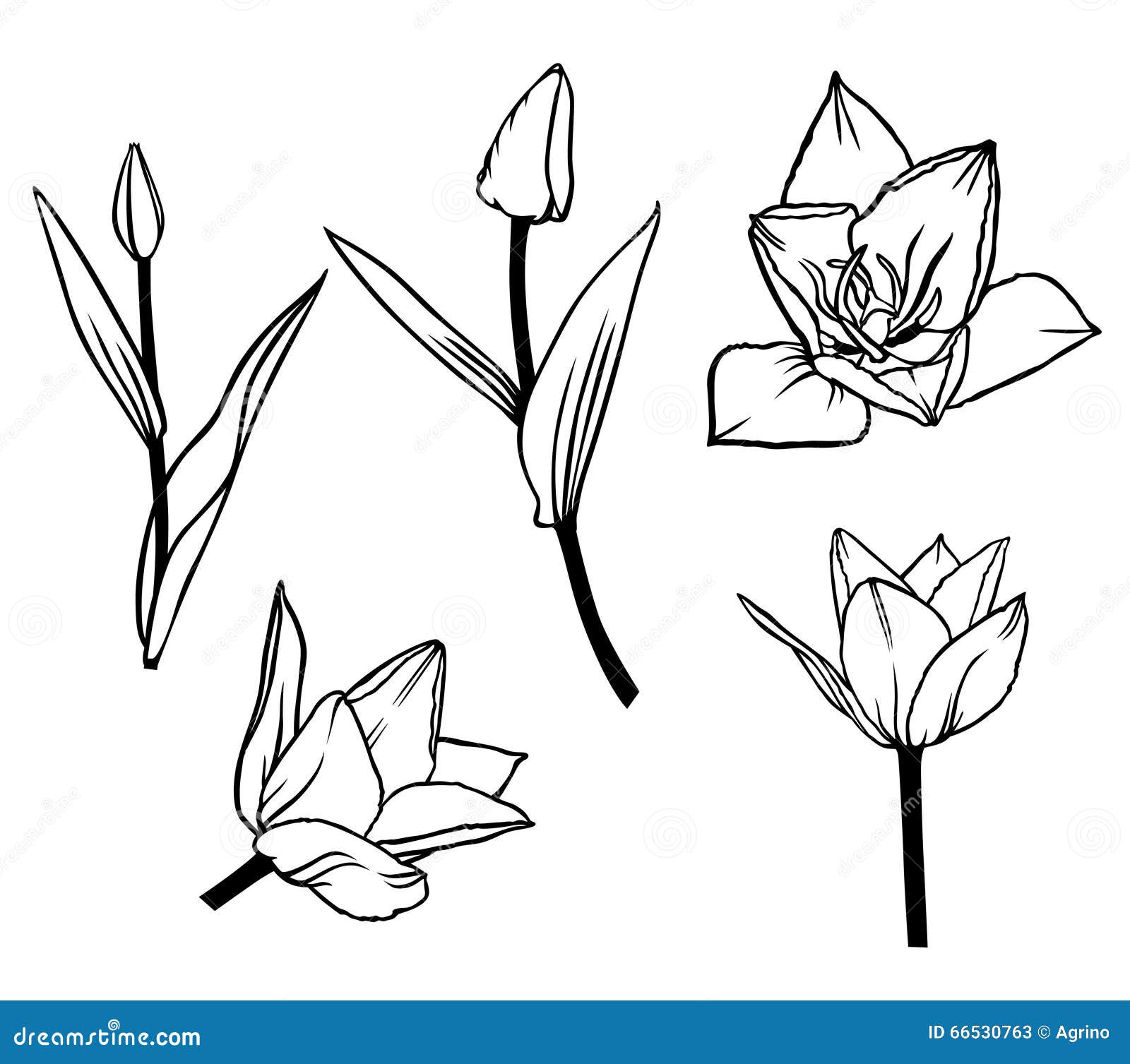 Contour Beautiful Tulip Flower Set Stock Vector - Illustration of plant ...