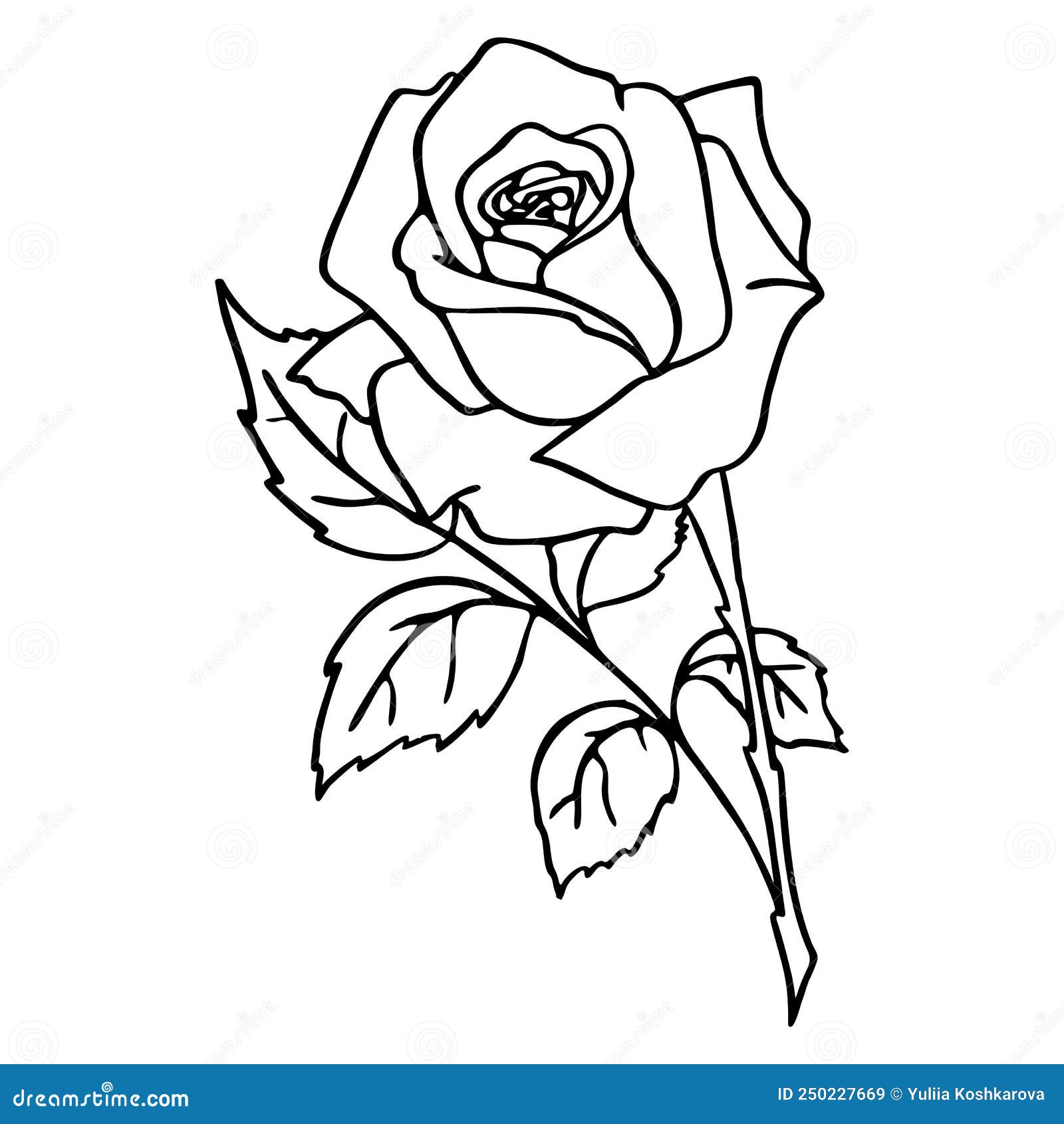 Contour Black Image of a Rose on a White Background, Drawing, Graphics ...