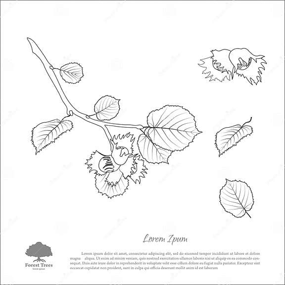 Contour Drawing Hazelnut Branches . Nut and Hazelnut Leaf Stock Vector ...