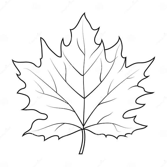 Contour Drawing of a Maple Leaf. Autumn Leaf Stock Vector ...