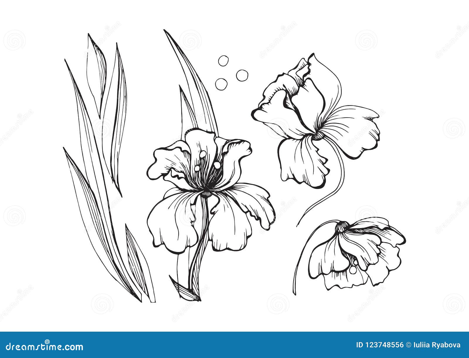 Flowers contour stock vector. Illustration of drawing - 123748556