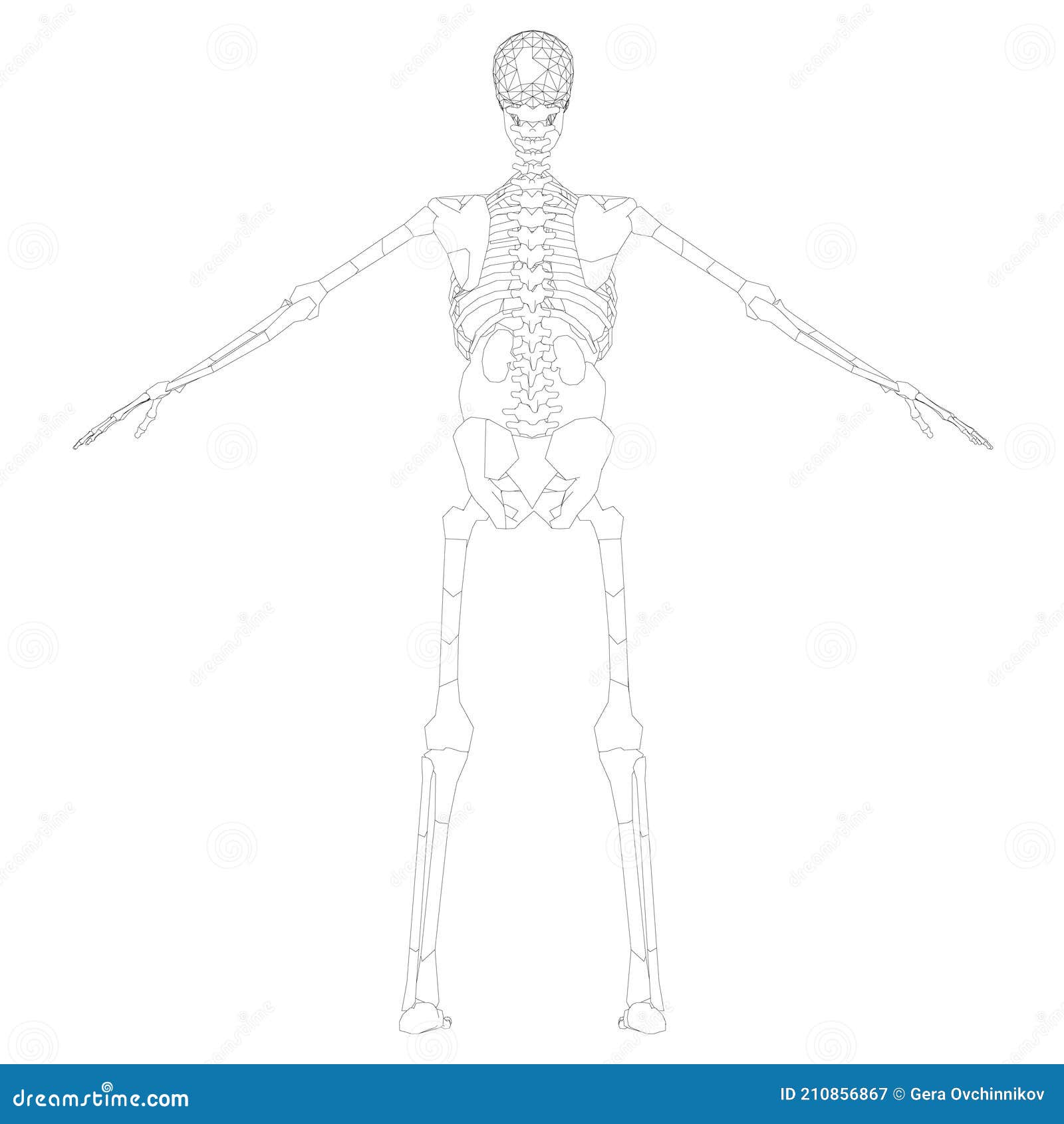 The Contour of the Human Skeleton with Raised Hands. Back View Stock ...