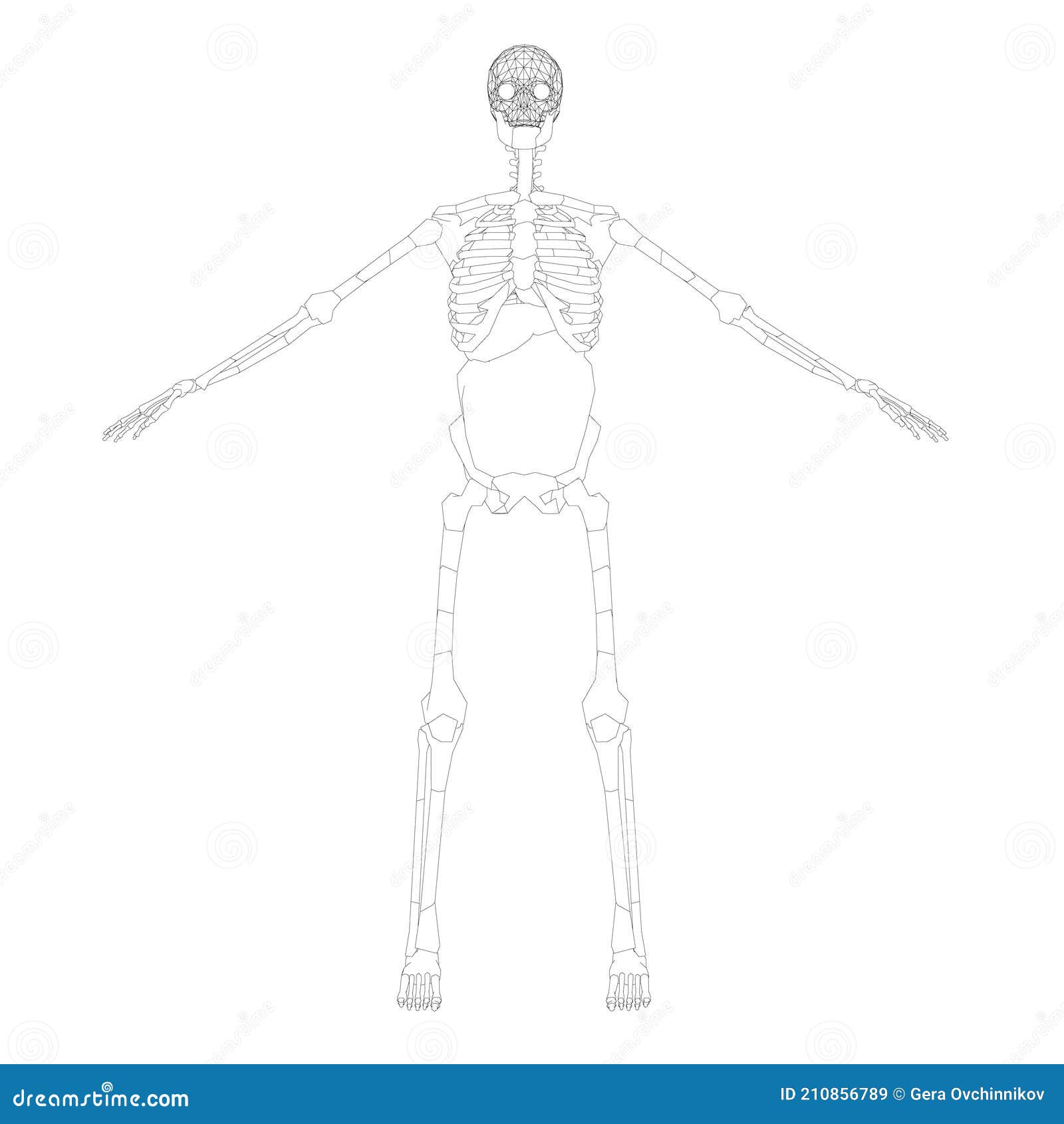 The Contour of the Human Skeleton with Raised Hands. Front View Stock ...