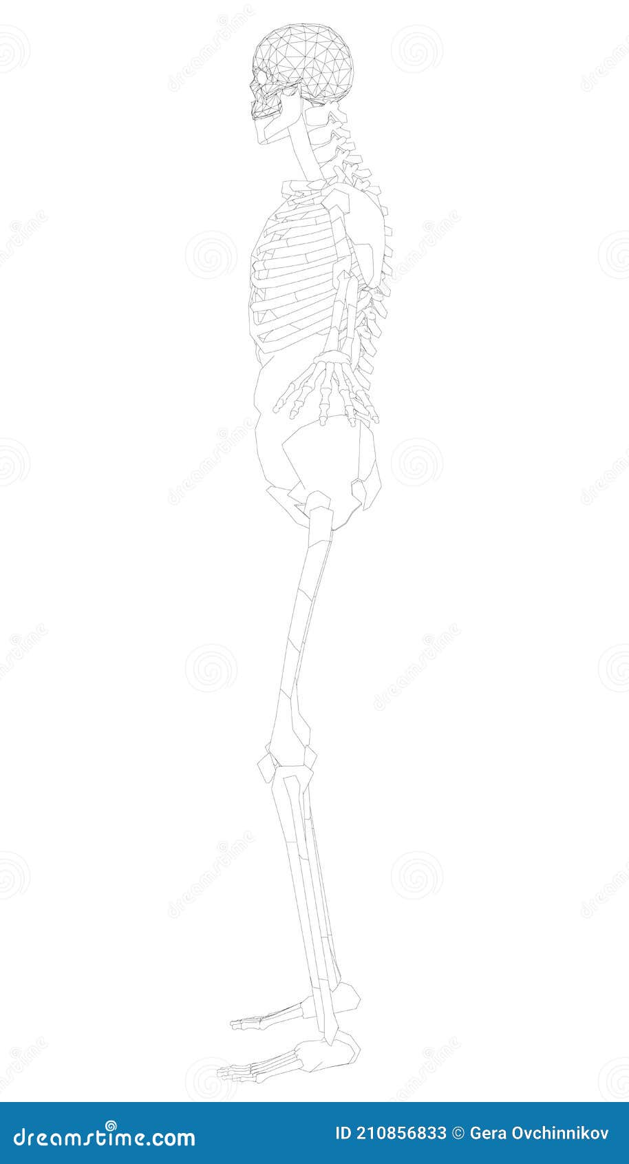 The Contour of the Human Skeleton with Raised Hands. Side View Stock ...