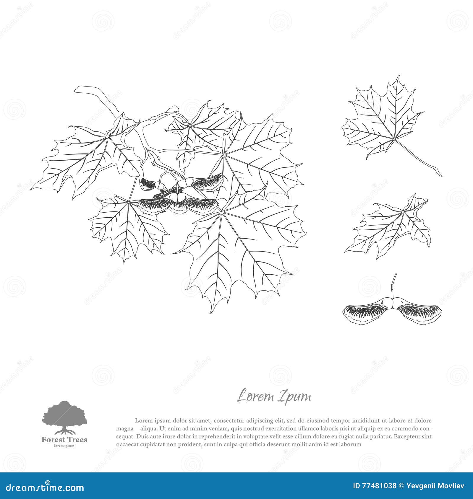 The Contour Image of a Maple Branch. Branch , Seeds and Leaves O Stock ...