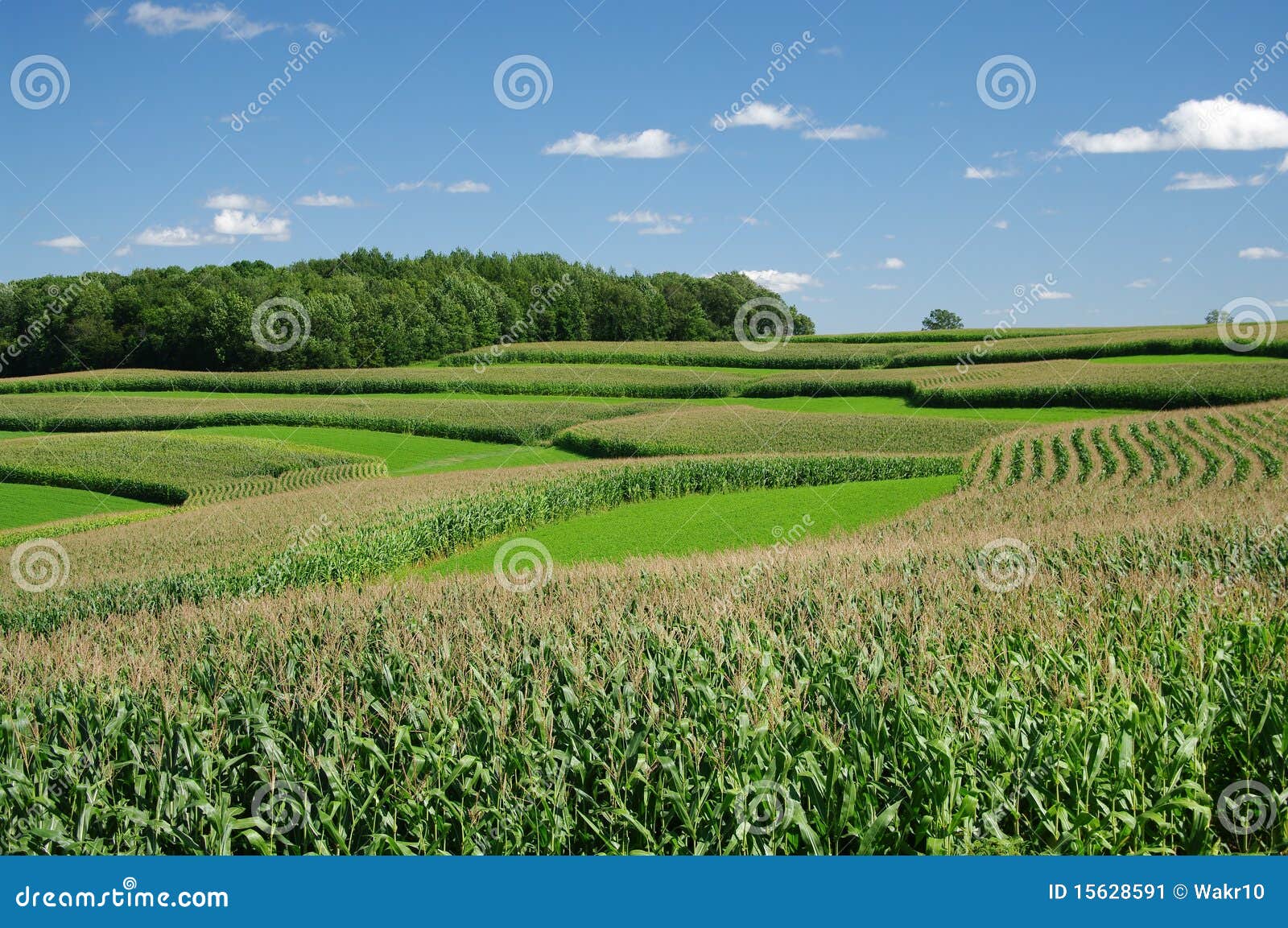 Contour Strip Farming stock image. Image of growing, distance - 15628591