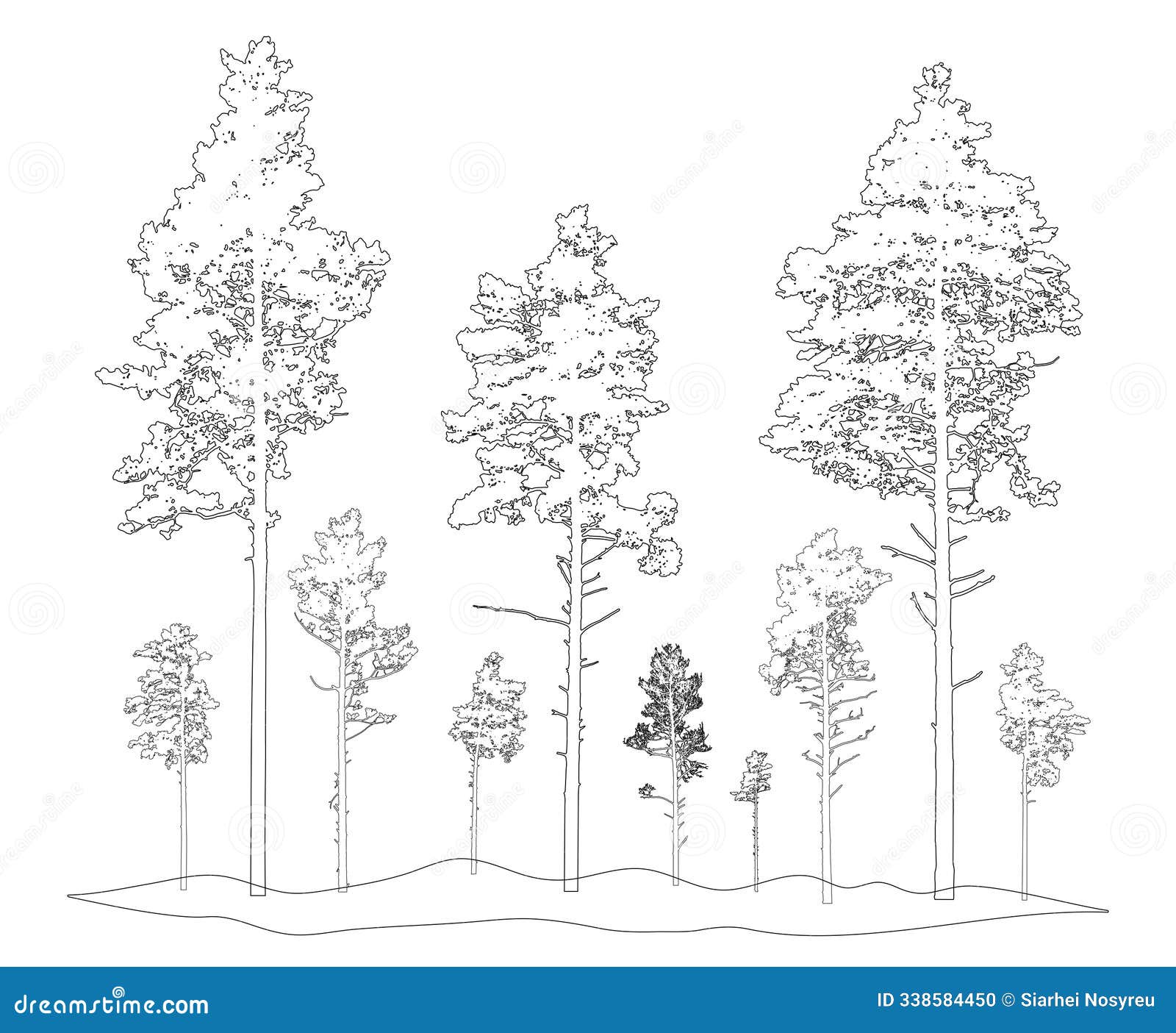 Contour of Tall Coniferous Pine Trees , Forest or Park. Vector ...