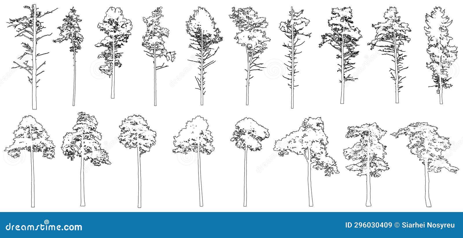 Contour of Tall Coniferous Trees, Set of Beautiful Pine Trees. Vector ...