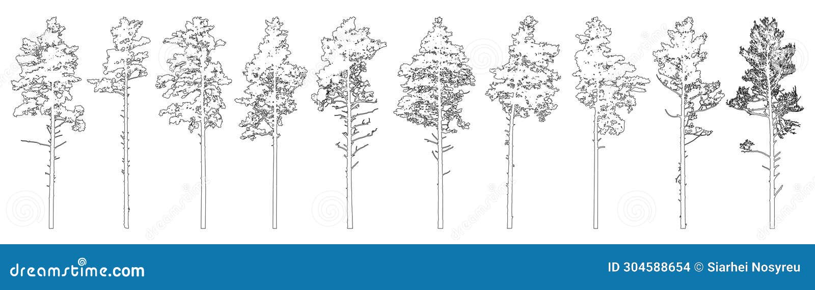 Contour of Tall Coniferous Trees, Set of Beautiful Pine Trees. Vector ...