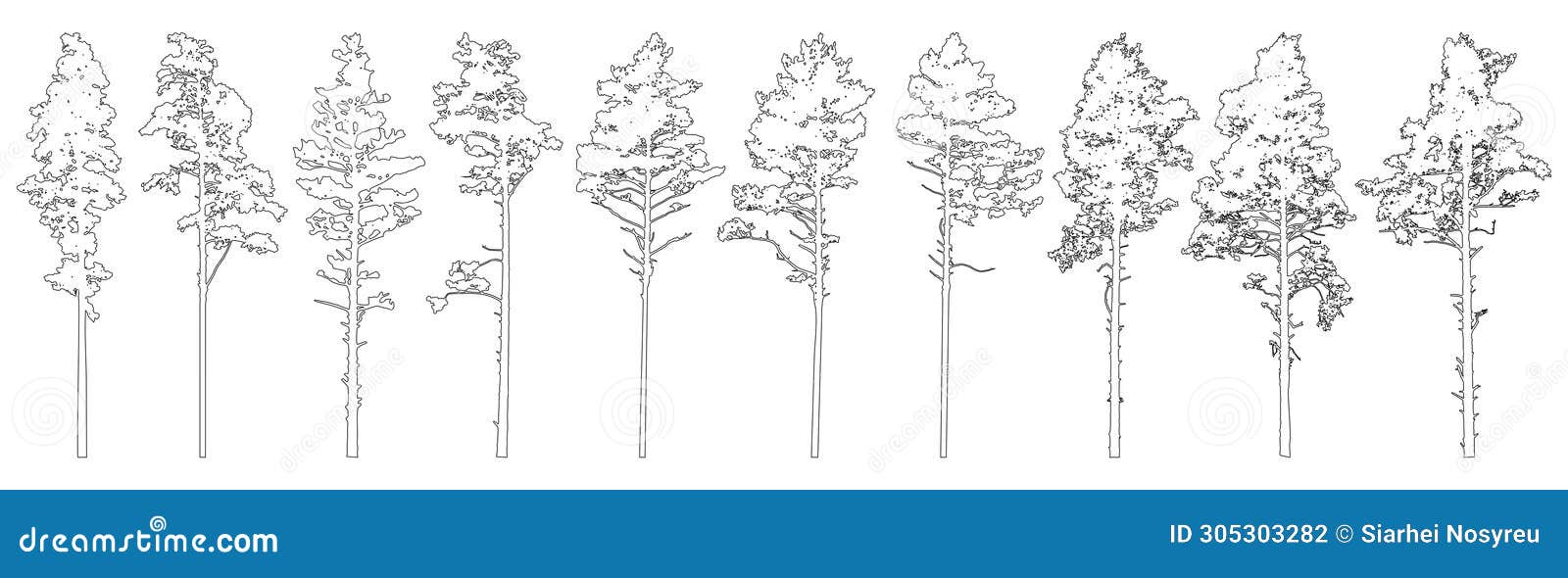 Contour of Tall Coniferous Trees, Set of Beautiful Pine Trees. Vector ...