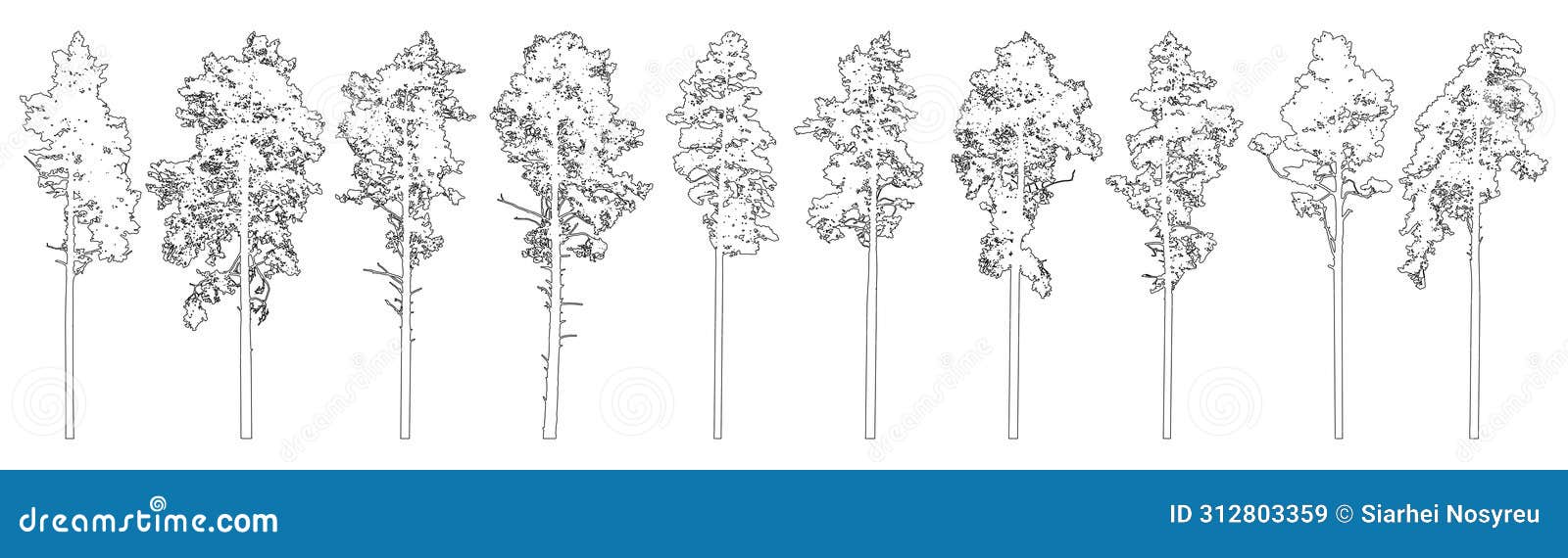 Contour of Tall Coniferous Trees, Set of Beautiful Pine Trees. Vector ...