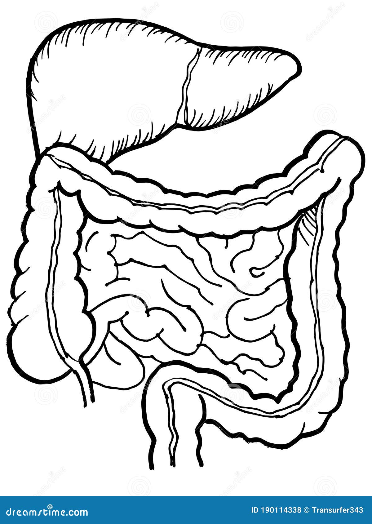 Contour Vector Outline Drawing of Human Intestine and Liver Organ ... Contour Vector Outline Drawing of Human Intestine and Liver Organ ...