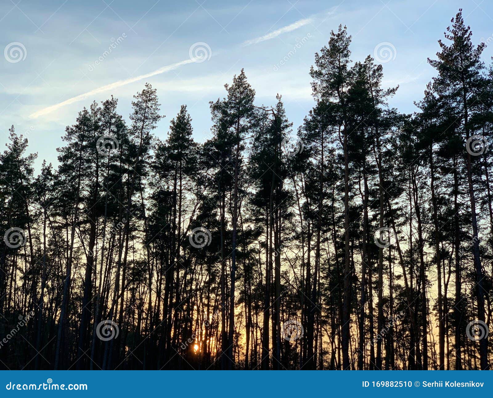 Contours of a Pine Forest at Sunset. Tall Trees in the Background of ...