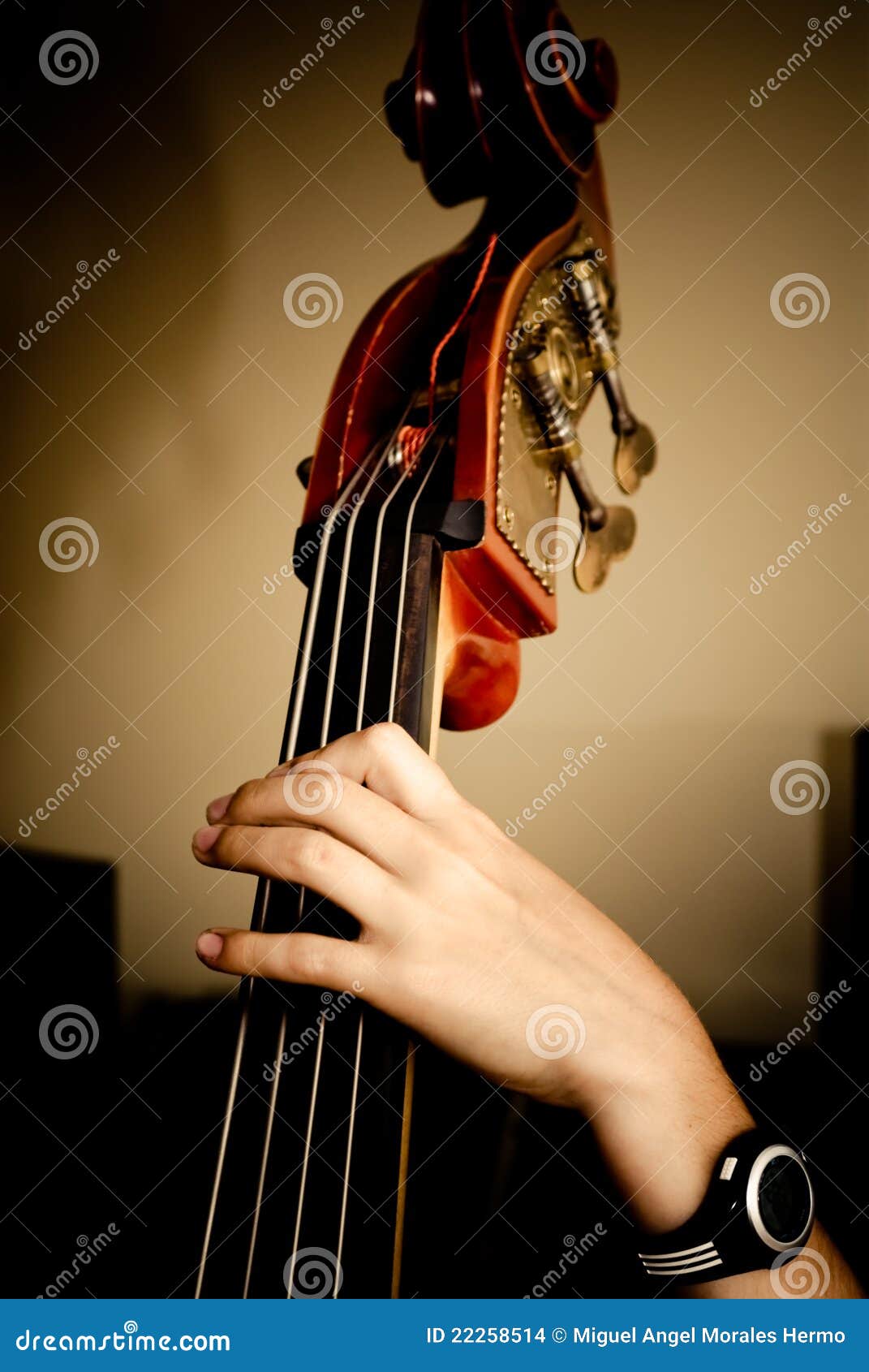 Contrabass stock photo. Image of harmony, instrument - 22258514