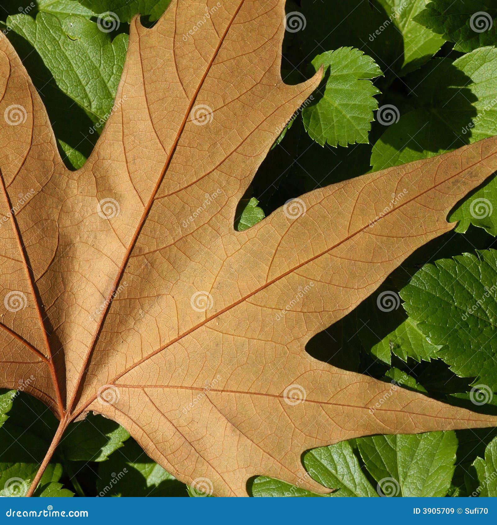 Contradiction in nature stock image. Image of detail, dried - 3905709
