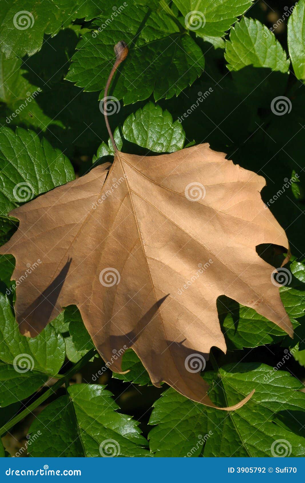 Contradiction in nature stock photo. Image of creation - 3905792