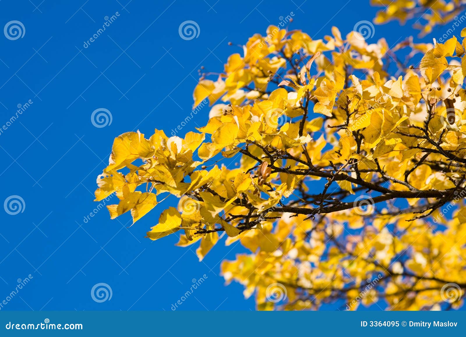 Contrast stock image. Image of environment, park, trees - 3364095