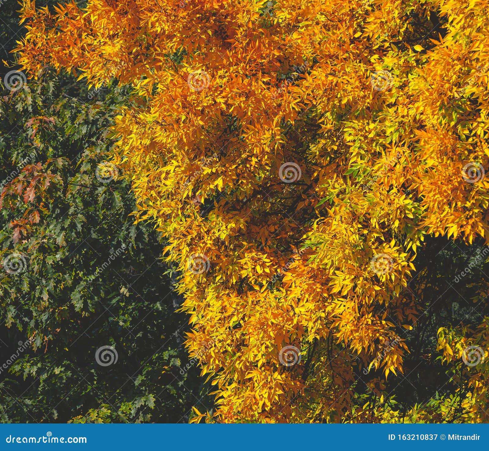 Contrast of Color of Tree Leaves in Autumn Stock Image - Image of leaf ...