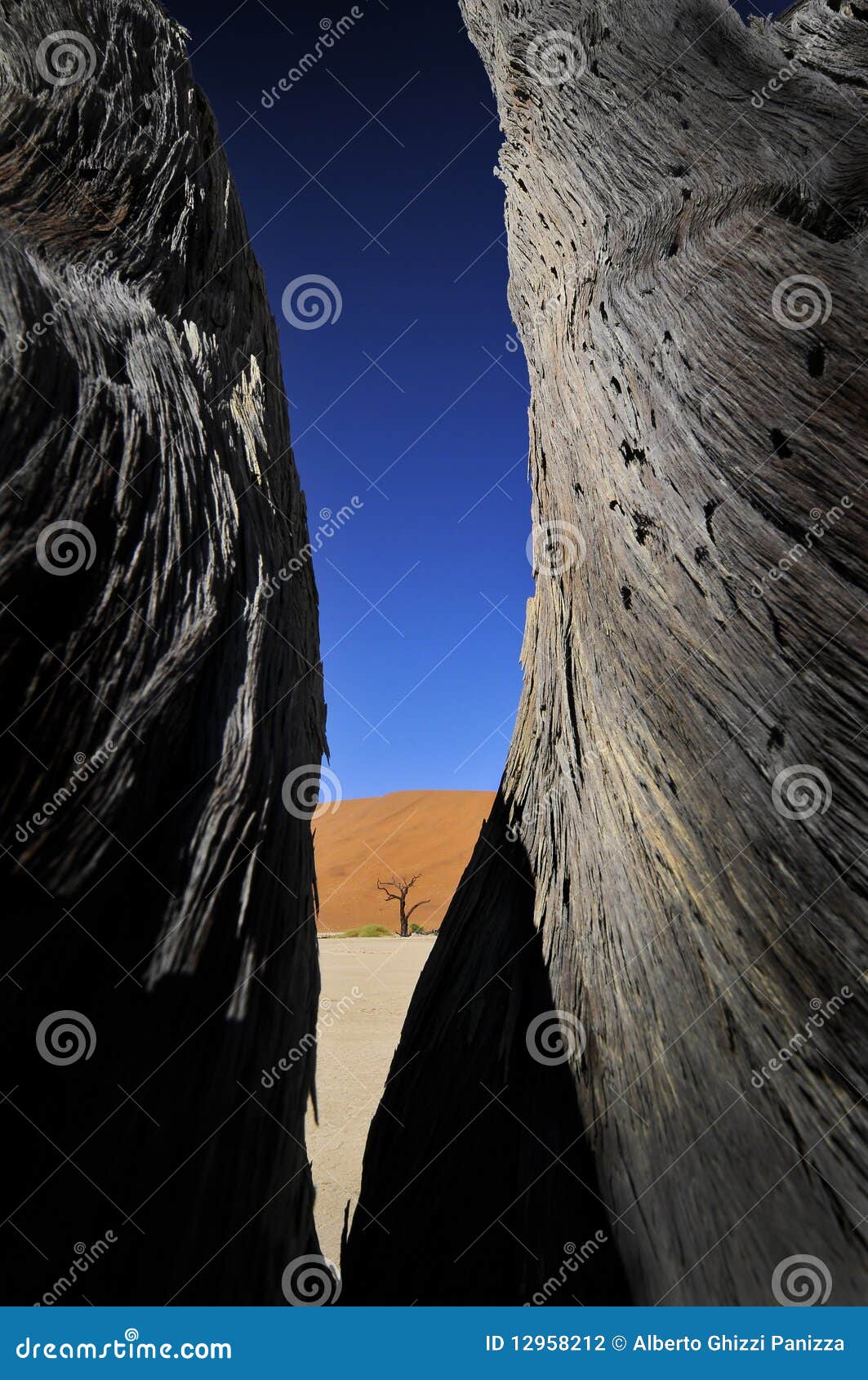 Contrast in the desert stock photo. Image of travel, namibia - 12958212