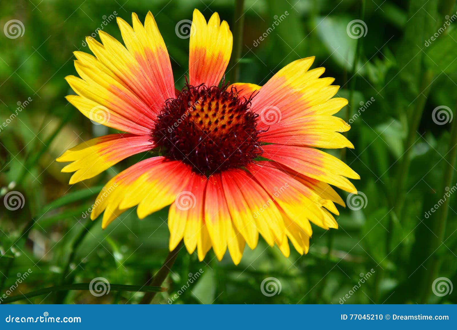 Contrast flower stock photo. Image of farm, garden, flower - 77045210