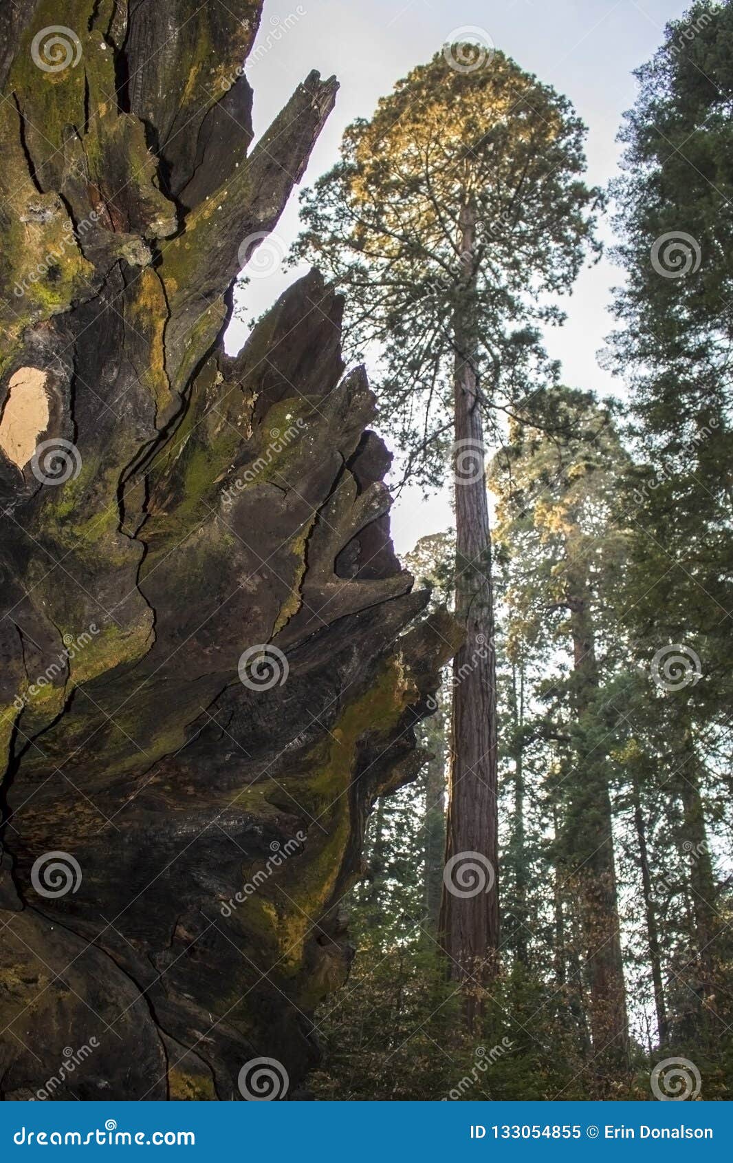 575 Sequoia Tree Roots Stock Photos - Free & Royalty-Free Stock Photos ...