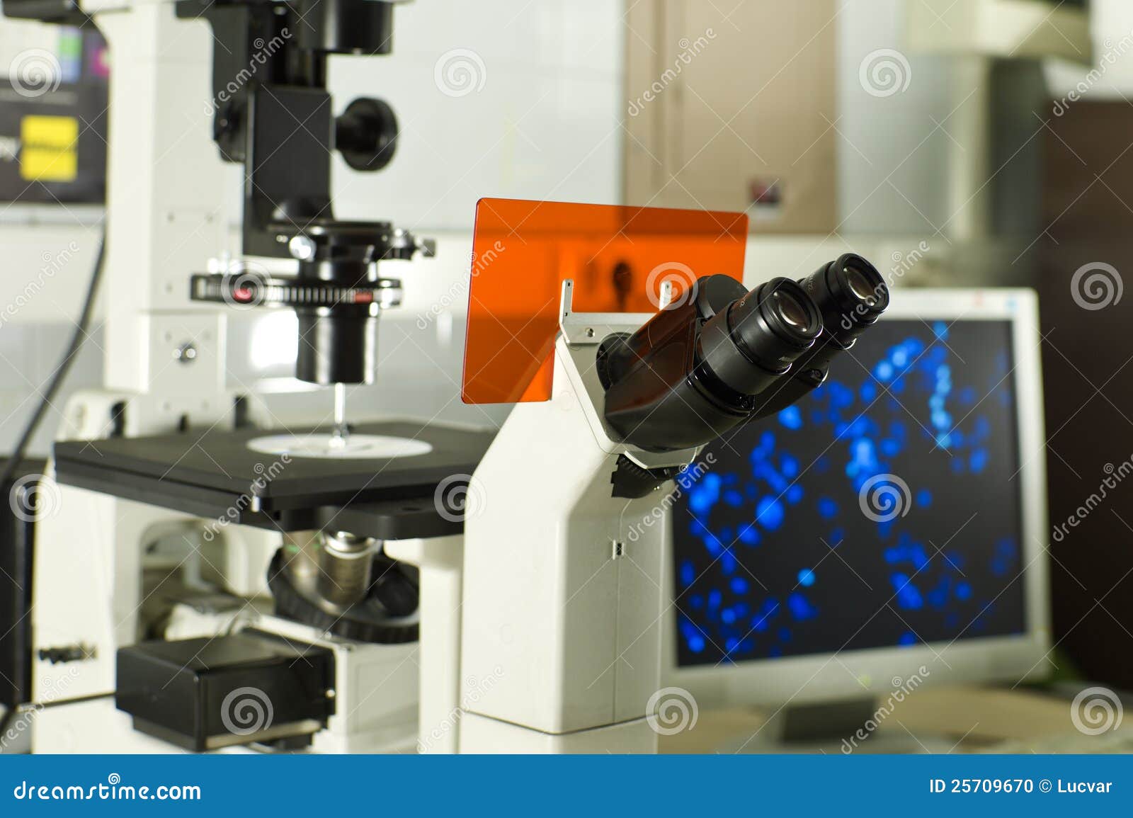Contrast Microscope Observation Stock Photo - Image of doctor, clinical ...