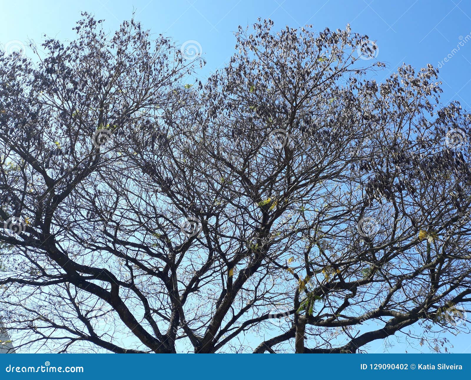 Contrast of Nature and Clear Sky Stock Photo - Image of clear, tree ...